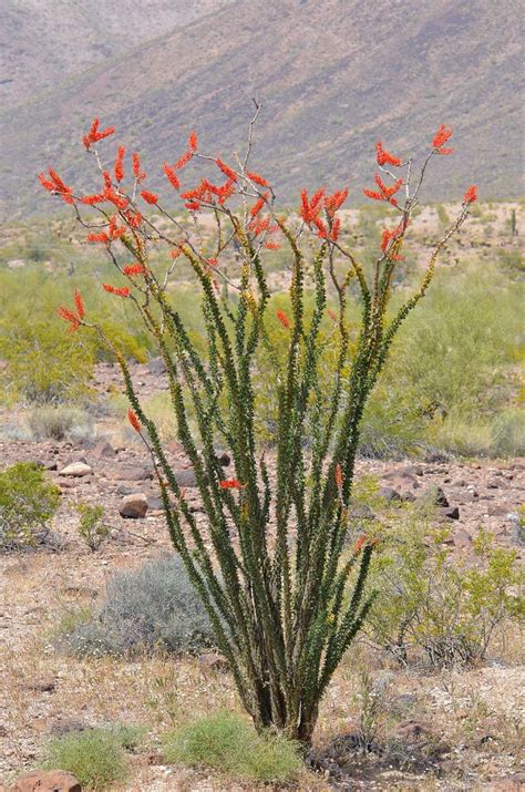 Ocotillo Cactus With Red Flowers