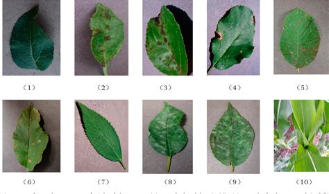 Figure 1 From Classification Of Plant Leaf Diseases Based On Improved Convolutional Neural