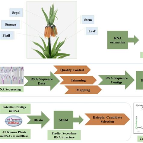 The Pipeline For The Analysis Conducted In This Study At The First Download Scientific Diagram