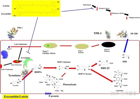 Trends Food Sci Tech：玉米黄素来源、健康益处和生物学性质 知乎