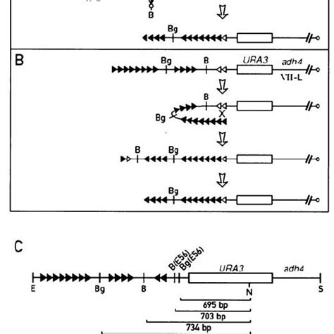 Telomere Formation Is Not Promoted By Bimolecular Inter Actions