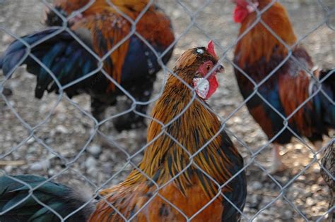 Cocks Hen House Wire Netting Cage Photo Background And Picture For Free Download Pngtree