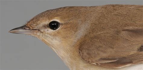 Sylvia Borin Ringers Digiguide