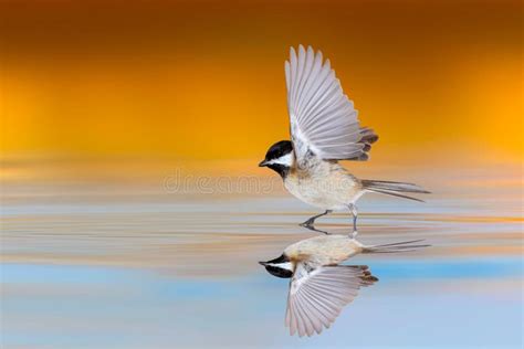 A Cute Tit Came To Drink Water Colorful Nature Background Stock Image
