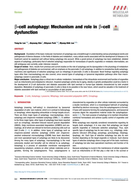 PDF β cell autophagy Mechanism and role in β cell dysfunction