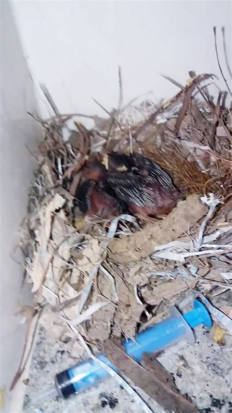 غذا دادن به جوجه بلبل خرما