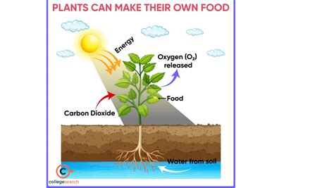 What Is Autotrophic Nutrition Definitions Examples History Classification And Variants