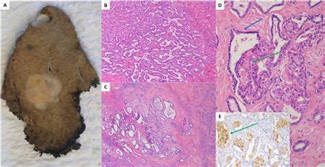 Oae Publishing Inc Gold Open Access Journal Publisher