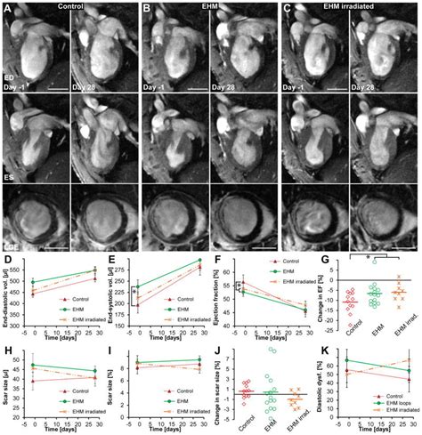 Human Engineered Heart Muscles Engraft And Survive Long Term In A