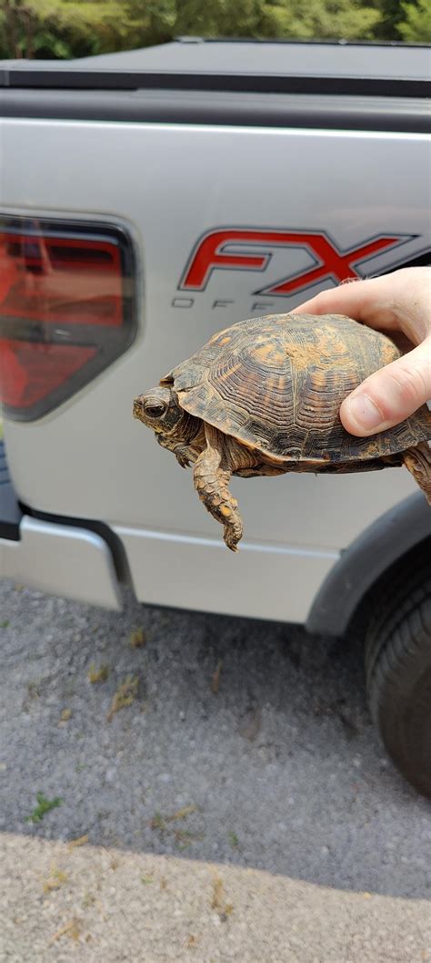 Help Identifying R Turtle