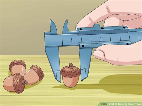 Ways To Identify Oak Trees WikiHow
