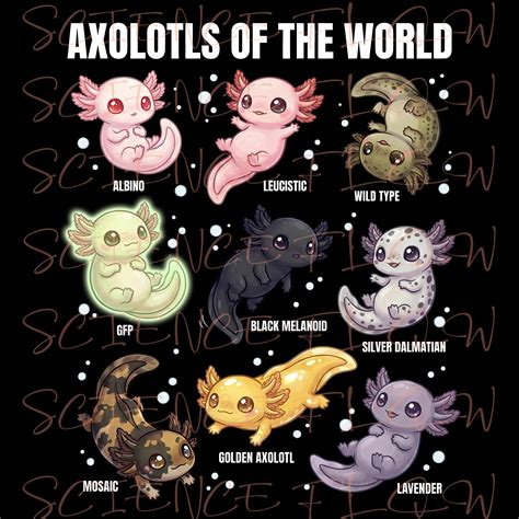Axolotls Of The World Cute Axolotl Types And Morphs Educational Illustration Axolotl Coloring