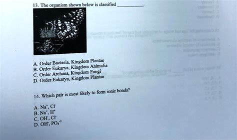 Solved The Organism Shown Below Is Classified Order Bacteria Kingdom Plantae Order Eukarya