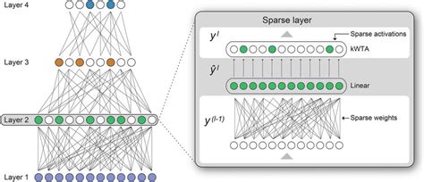 We Focus On Sparse Networks With Both Sparse Connectivity And Sparse