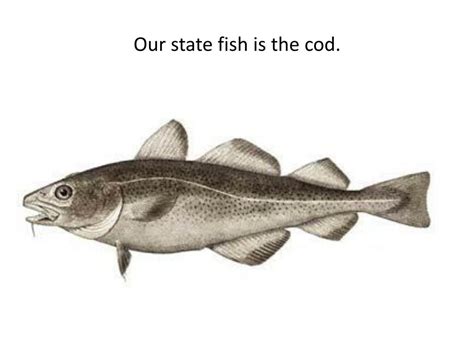 Ppt Grade Three Presentation Of State Symbols And Icons Powerpoint