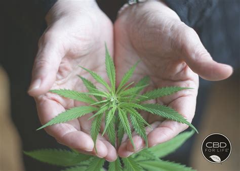 Where Does Cbd Come From Cbd For Life