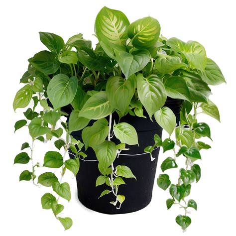 Download Pothos In Hydroponics Setups Png Gnc