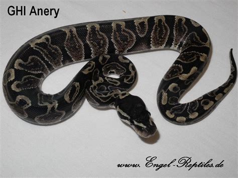 Ghi Anery Ball Python By Engel Reptiles Morphmarket Ghi Anery Ball Python By Engel Reptiles Morphmarket