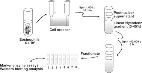 Subcellular Fractionation Technique For Eosinophils Using A Cell