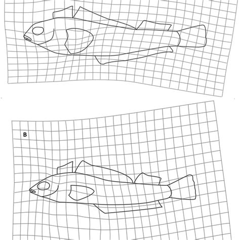 Thin Plate Spline Visualisation Of Mean Shape Differences Between A Download Scientific