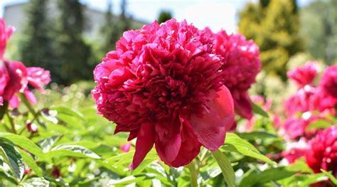 Red Peony Varieties 14 Peony Colors That Will Brighten Your Garden