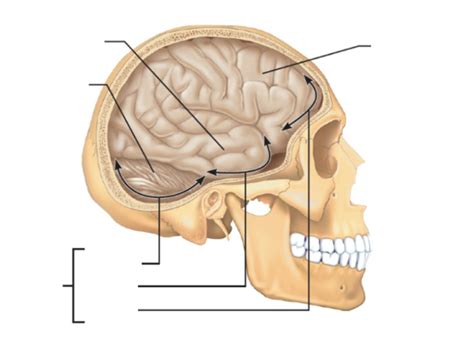 Fossae Diagram Quizlet