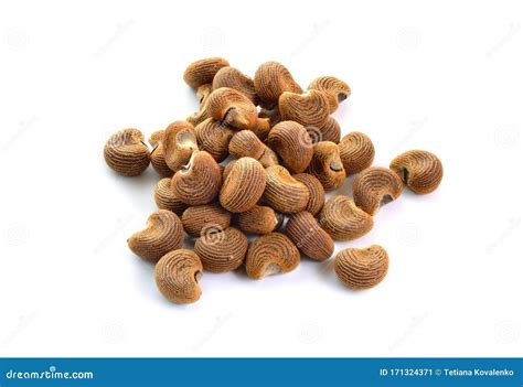 Abelmoschus Moschatus Seed. Abelmosk, Ambrette Annual Hibiscus Bamia ...