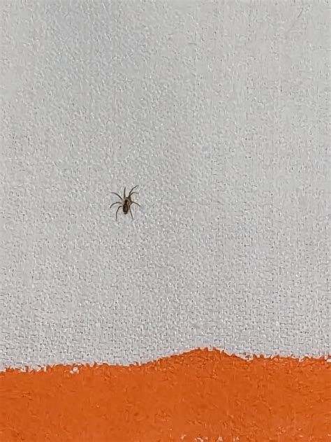 Tiny Spider R Whatisthisbug