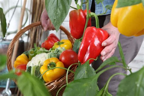 Everything You Wanted to Know about Biofood
