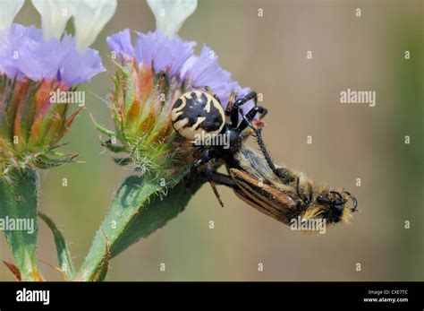 Crab Spider Synema Globosum With Bumblebee Bumble Bee Bee Scarab