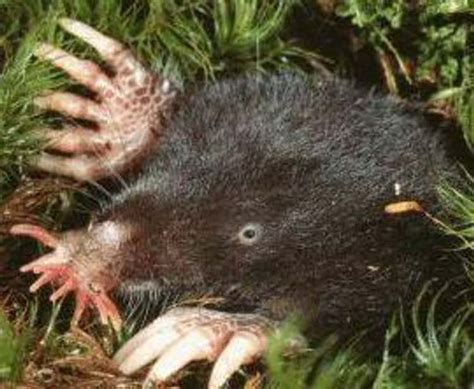 Star Nosed Mole Eyes