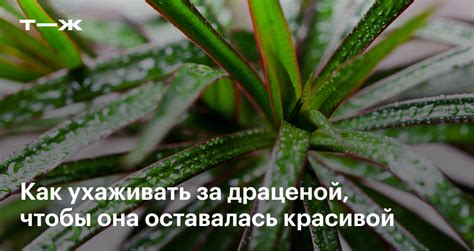 Драцена виды выращивание размножение уход борьба с вредителями