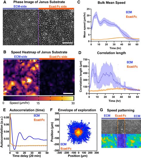 E Cadherin Biomaterials Reprogram Collective Cell Migration And Cell Cycling By Forcing