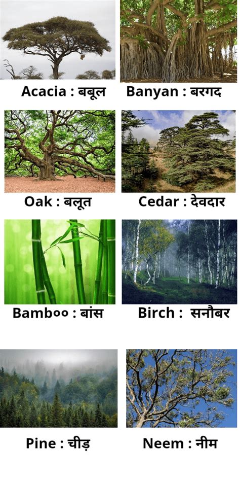 Trees Name in Hindi पड क नम
