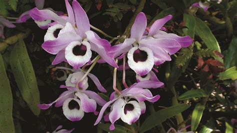 A Beautifully Busy Season For Orchid Lovers Shore Home And Garden Magazine