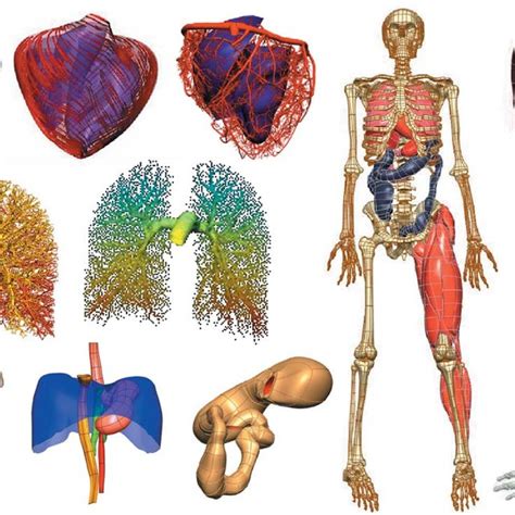 Organ Level Models Download Scientific Diagram