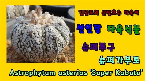 다육식물 선인장 종류 아스트로피툼속 슈퍼투구 슈퍼가부토 Youtube