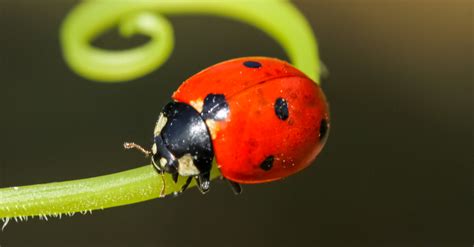 S Ep Bugs With Impressive Names Sophos News