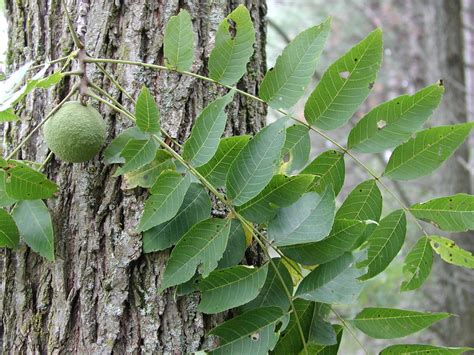 Wild Flowerstreesandshrubswalnut Tree