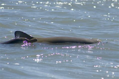 River Dolphins Archives Whale And Dolphin Conservation Usa