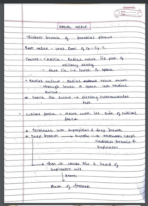 Radial Nerve Anatomy Notes Radial Nerve Nerve Anatomy Nerve