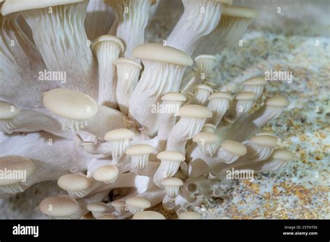 Edible Types Of Mushrooms A Complete Visual Guide To Varieties