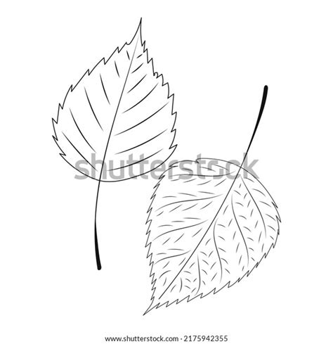 Tree Leaf Sketch Outline On White Stock Vector Royalty Free Shutterstock