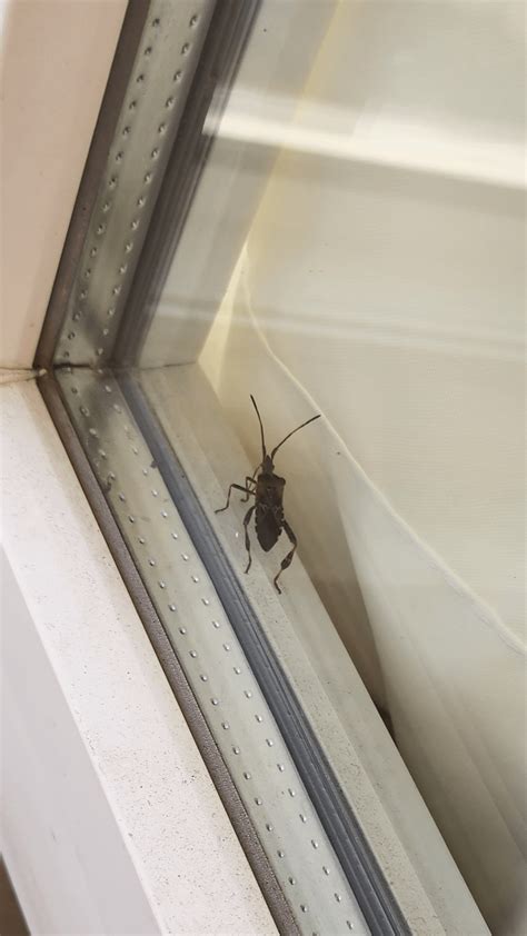 The City Is Swarmed With These What Is It Rwhatisthisbug