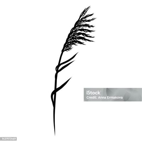 갈대 잔디 실루엣 Bulrush 팜파스 대초원 깃털 마른 잔디 검은 손으로 그린 갈대 스케치 그림 흰색 배경에 격리된 벡터 요소입니다 억새 풀에 대한 스톡 벡터 아트 및