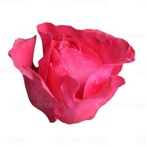 Fleur Rose Rose 21168537 Png
