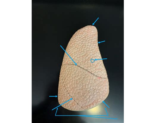 Right Lung Diagram Quizlet Right Lung Diagram Quizlet