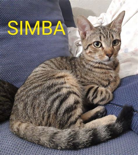Skar Simba Y Nala Sos Felinos Madrid
