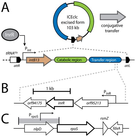 Schematic Representation Of The Iceclc Genetic Layout And Relevant
