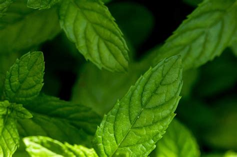 현장에서 성장하는 신선한 녹색 민트 식물 박하 잎을 닫아 유기농 채소 밭에서 자라는 식물 건강관리와 의술에 대한 스톡 사진 및 기타 이미지 Istock